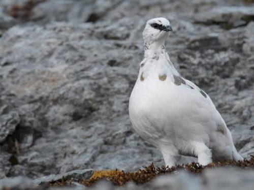 Dueville. Appuntamento con la pernice bianca, uccello a rischio ...