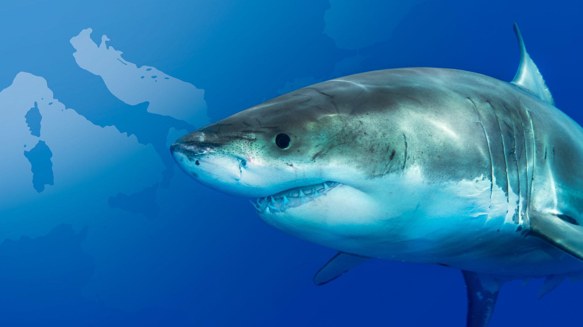 Come si riproducono gli squali? E sono davvero pericolosi per l'uomo ...
