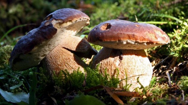 Dall'Altopiano di Asiago al Vicentino fino ai Lessini è boom di porcini ...