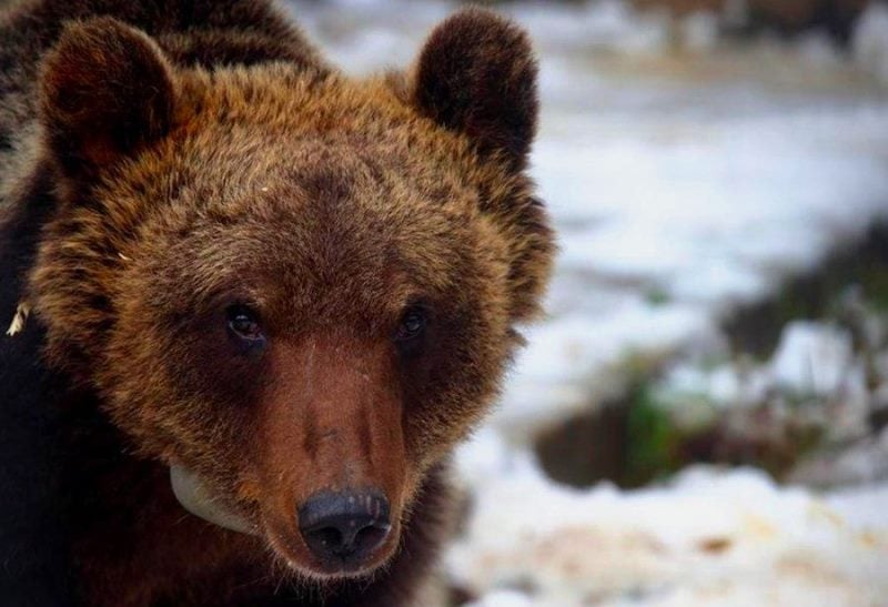 Addio Juan Carrito, piccolo orso che ci hai fatto sognare la convivenza ...