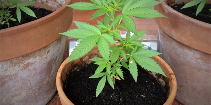 Quando una pianta di marijuana in giardino è uso personale ...
