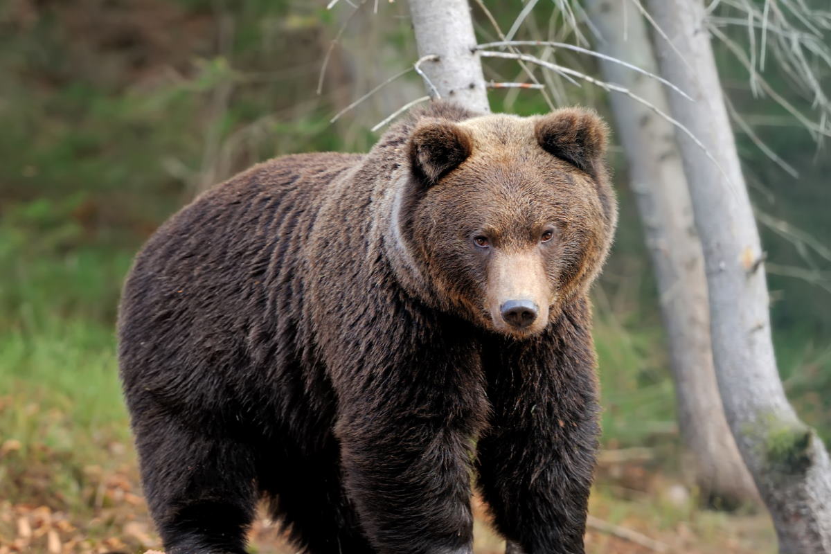 L'orso non è un assassino - AltoVicentinOnline