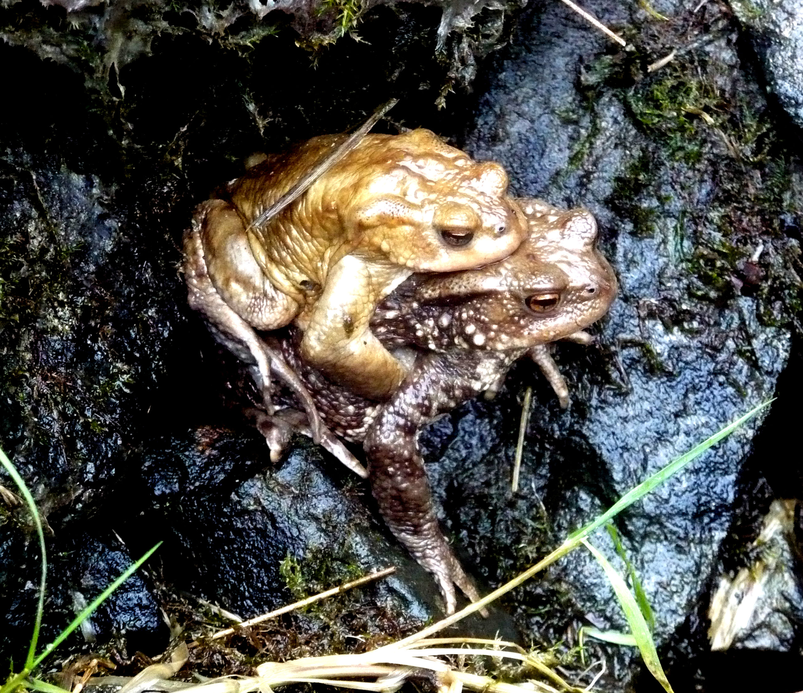 Anfibi, laghetti e biodiversità nell'Alto Astico, le priorità per una ...
