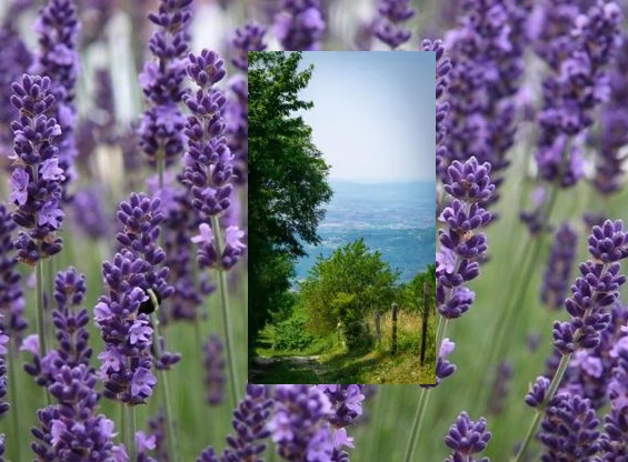 Escursione Guidata “alla Scoperta Di Lugo Tra I Campi Di Lavanda In 7807