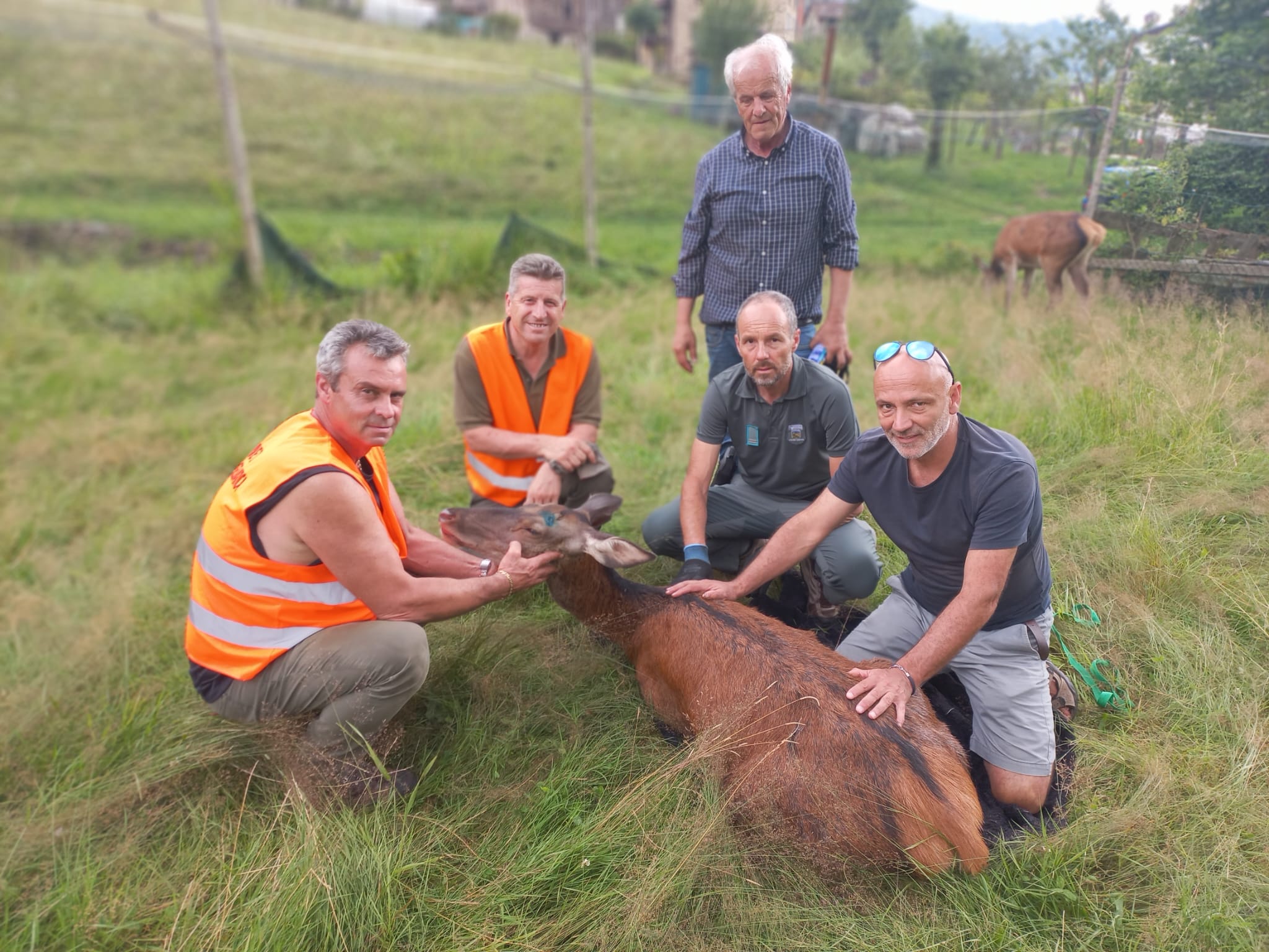 Selfie con la cerva in centro a Thiene: catturata dalla Polizia ...