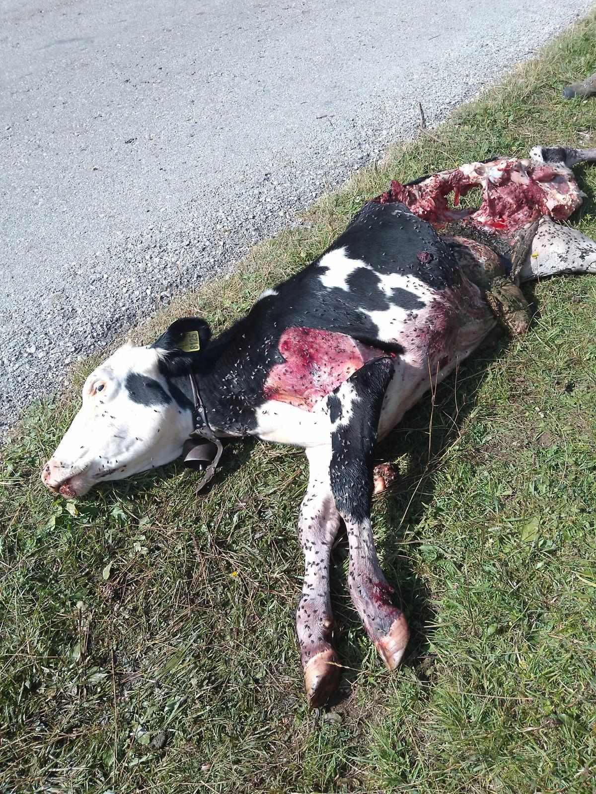 Lupo. Dall'Altopiano dei 7 Comuni a Lugo, l'esasperazione dei malgari ...