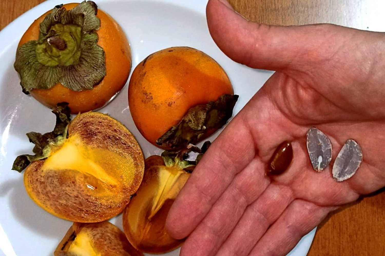 La leggenda delle posate nei semi di cachi - AltoVicentinOnline