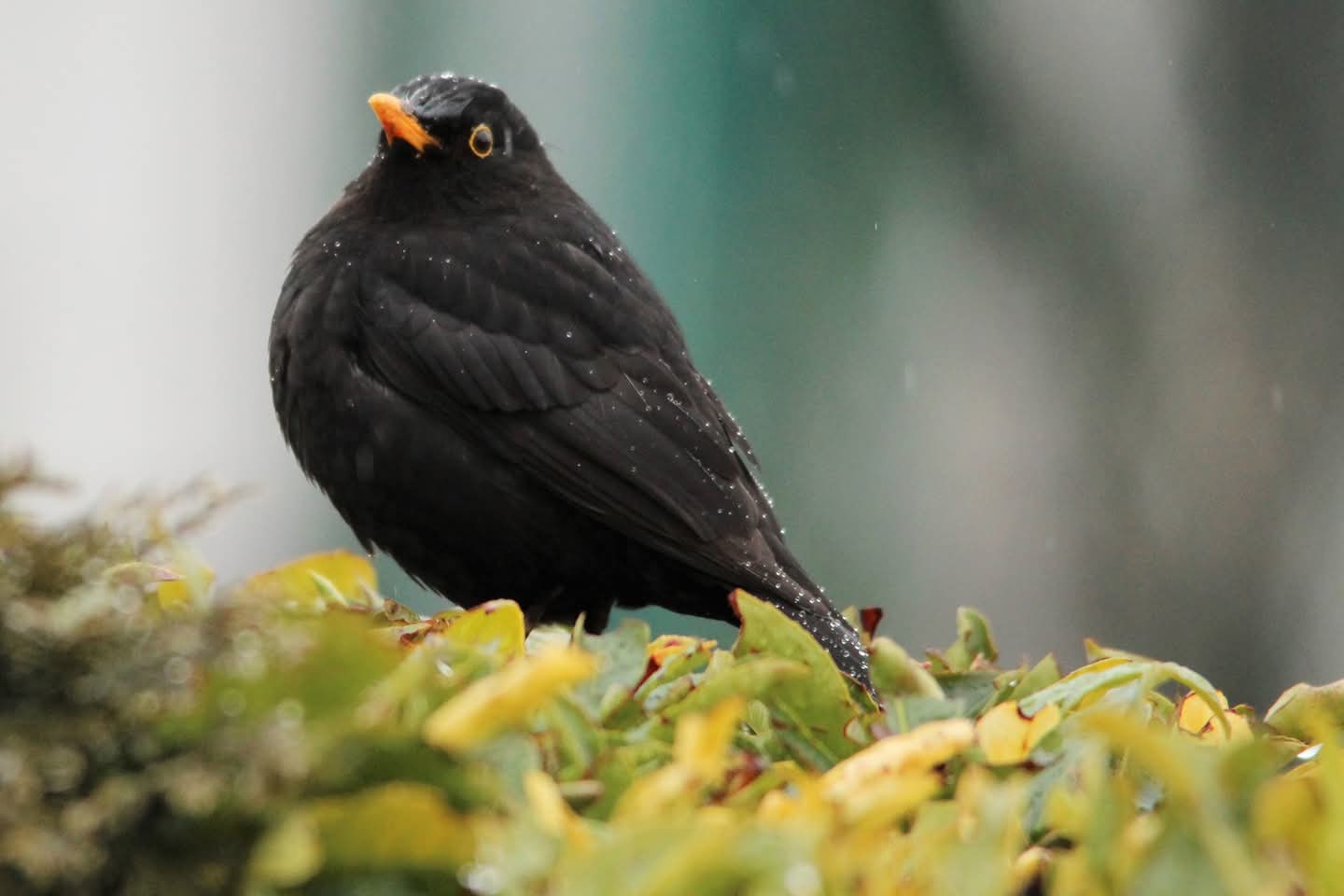 'Giorni della merla', quando e cosa la tradizione insegna ...