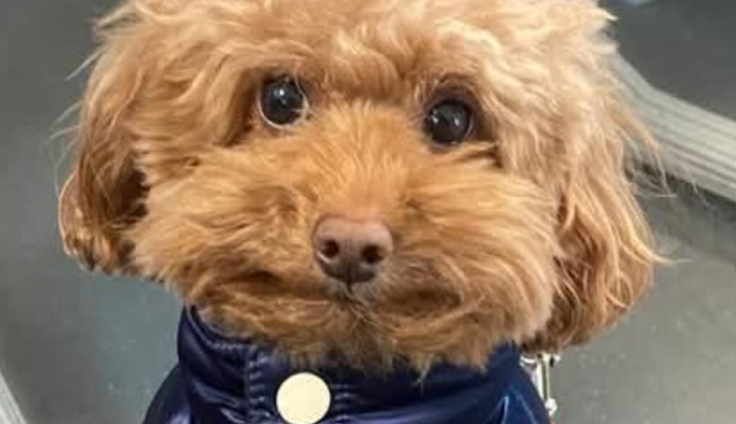 Accade in Veneto. La storia di Burro, il cane rubato, sta coinvolgendo ...