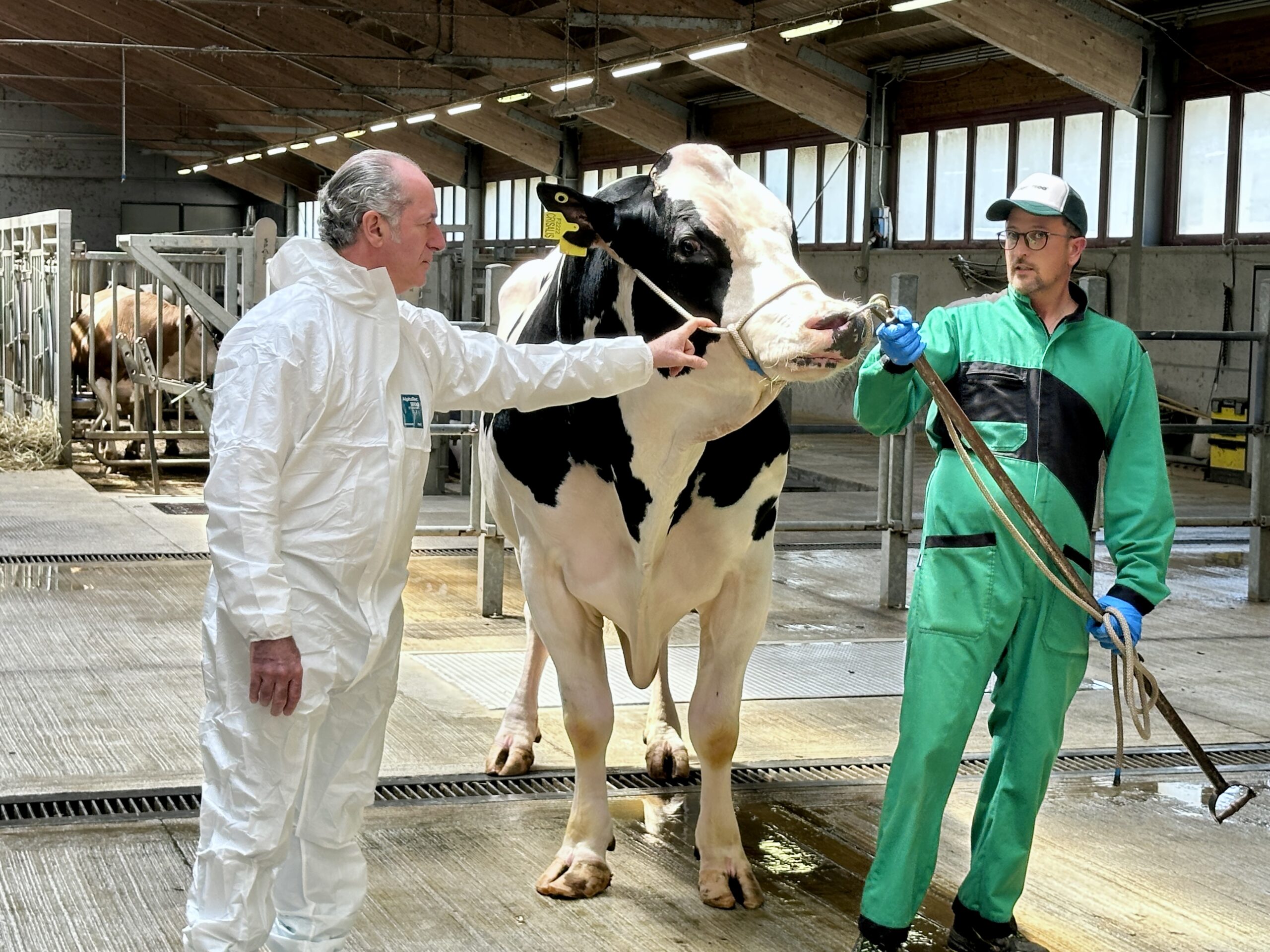 Il miglior toro al mondo è made in veneto ed ha 10.000 figlie ...
