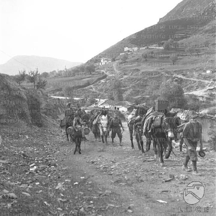 Alpini, la forza silenziosa dei muli in montagna - AltoVicentinOnline