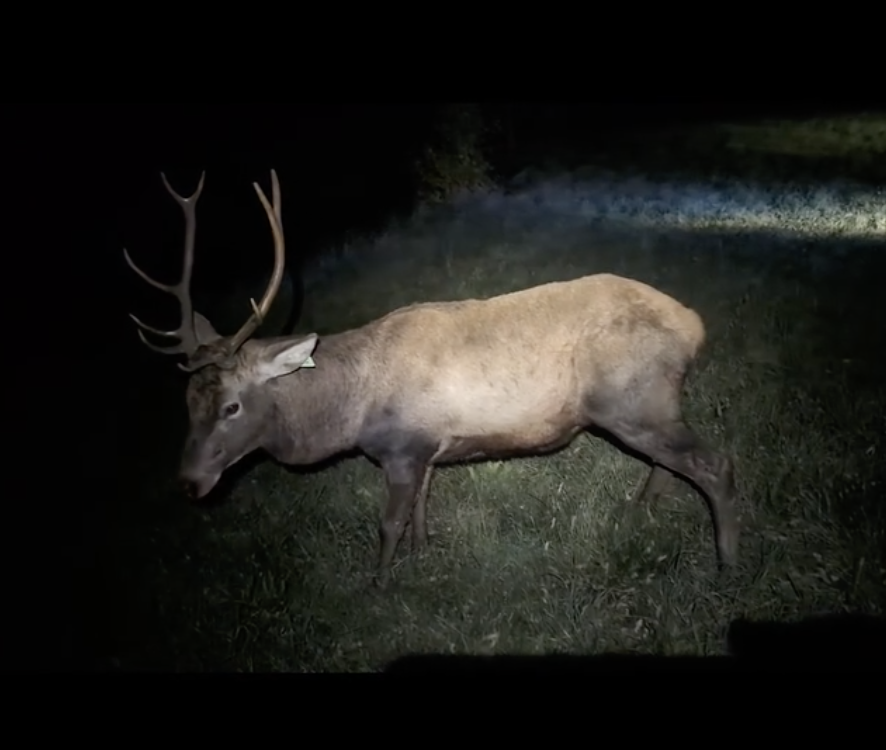 Thiene. Non ce l’ha fatta il cervo che ha sfondato il cancello di una villa - AltoVicentinOnline