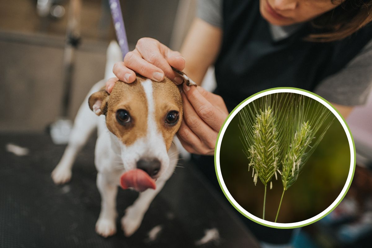 Il forasacco: la spiga pericolosa per i cani - AltoVicentinOnline